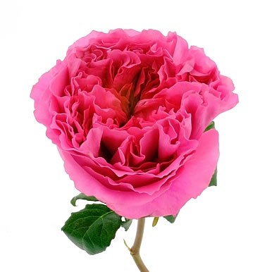 Garden ROSE GARDEN PETROVA 50cm | Wholesale Dutch Flowers & Florist ...