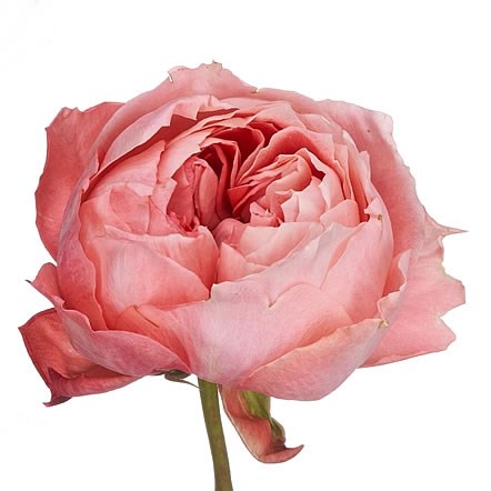 Garden ROSE GARDEN PRINCESS SAKURA 50cm | Wholesale Dutch Flowers ...