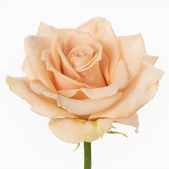 Garden ROSE GARDEN QUICKSAND 50cm | Wholesale Dutch Flowers & Florist ...