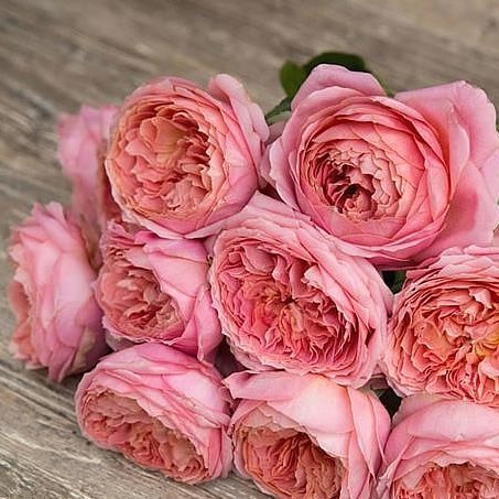 Scented Garden ROSE GARDEN ROMANTIC ANTIKE 50cm | Wholesale Dutch ...