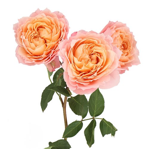 Garden ROSE GARDEN SPRAY JULIETA 50cm | Wholesale Dutch Flowers ...
