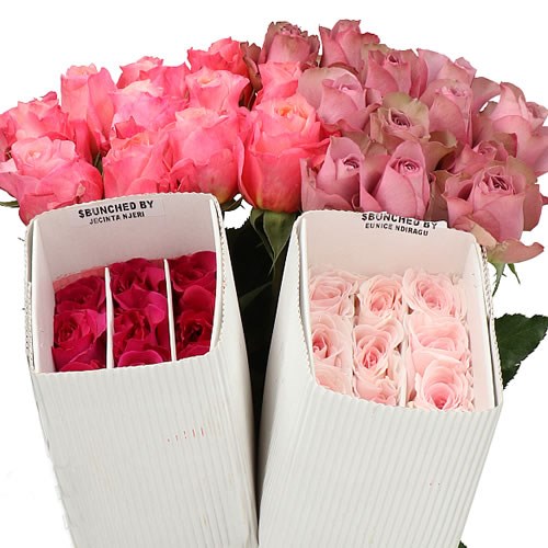 Garden ROSE GARDEN TAMBUZI MIX 50cm | Wholesale Dutch Flowers & Florist ...