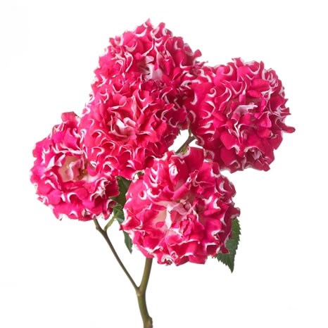 Garden ROSE SPRAY GARDEN HASHTAGS WISHFUL 50cm | Wholesale Dutch ...