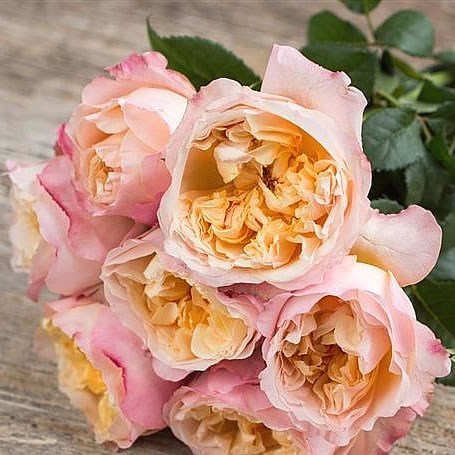 Scented Garden Rose Edith - David Austin 50cm | Wholesale Dutch Flowers ...