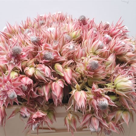 Serruria Blushing Bride (Extra) 35cm | Wholesale Dutch Flowers ...
