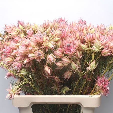 Serruria Blushing Bride (Extra) 60cm | Wholesale Dutch Flowers ...