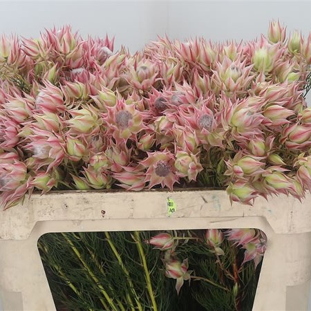 Serruria Blushing Bride (Super) 70cm | Wholesale Dutch Flowers ...