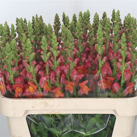 Snapdragon Animation Orange 75cm | Wholesale Dutch Flowers & Florist ...