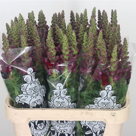 Snapdragon Cool Crimson 80cm | Wholesale Dutch Flowers & Florist ...