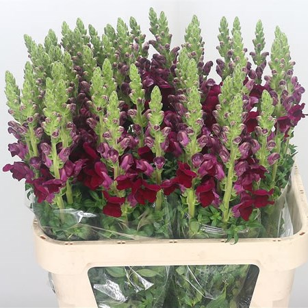 Snapdragon Costa Red Velvet 80cm | Wholesale Dutch Flowers & Florist ...