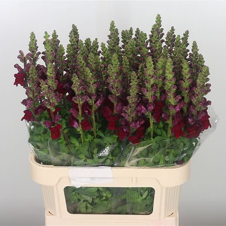 Snapdragon Monaco Red 80cm | Wholesale Dutch Flowers & Florist Supplies UK