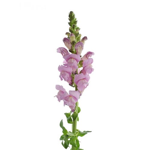 Snapdragon Opus Lavender 90cm | Wholesale Dutch Flowers & Florist ...