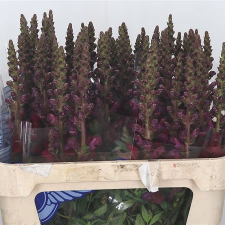 Snapdragon Opus Red (Extra) 75cm | Wholesale Dutch Flowers & Florist ...