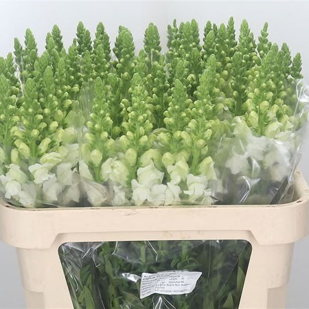 Snapdragon Opus White 60cm | Wholesale Dutch Flowers & Florist Supplies UK