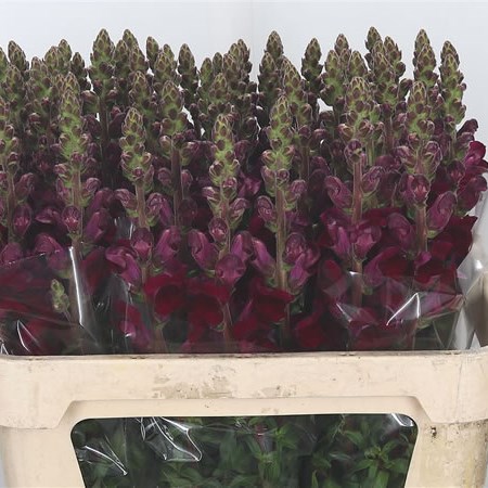 Snapdragon Potomac Crimson 75cm | Wholesale Dutch Flowers & Florist ...