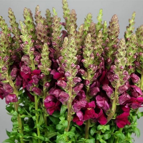 Snapdragon Potomac Red 70cm | Wholesale Dutch Flowers & Florist Supplies UK