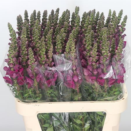 Snapdragon Violet 80cm | Wholesale Dutch Flowers & Florist Supplies UK