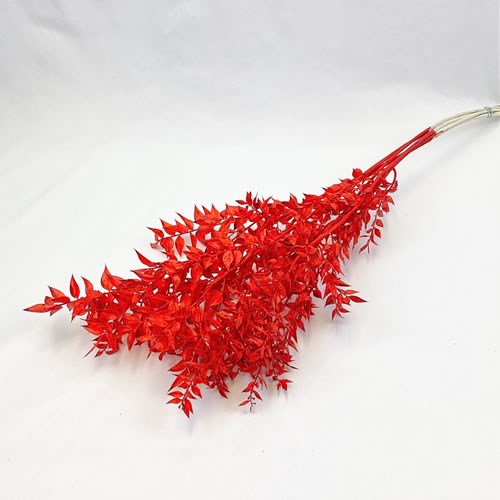 Soft Ruscus Preserved Red 65cm | Wholesale Dried Flowers UK | Preserved ...