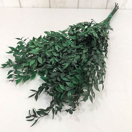Soft Ruscus Preserved & Dyed Moss Green 65cm | Wholesale Dried Flowers UK
