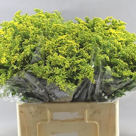 Solidago Carzan Glory 70cm (Golden Rod) | Wholesale Dutch Flowers ...