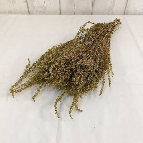 Solidago (Dried) 50cm | Wholesale Dried Flowers UK | Preserved Flowers