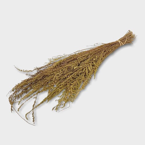 Everlasting Dried Flower Bunches & Bouquets | Solidago (Dried) 50cm
