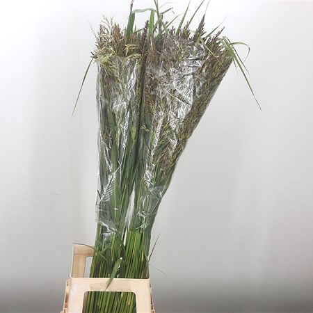 Sorghum Red Oren 100cm | Wholesale Dutch Flowers & Florist Supplies UK