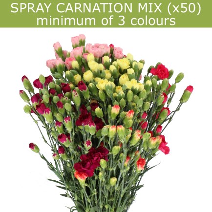 Spray Carnations Mixed 65cm | Wholesale Flowers & Florist Supplies UK ...