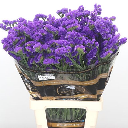 Statice Blue Birds 75cm | Wholesale Dutch Flowers & Florist Supplies UK