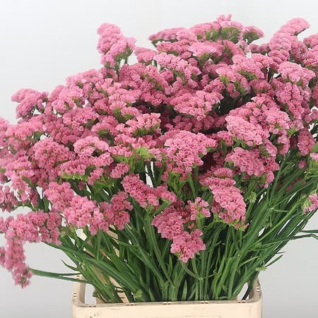 Statice Coral Wings 75cm | Wholesale Dutch Flowers & Florist Supplies UK