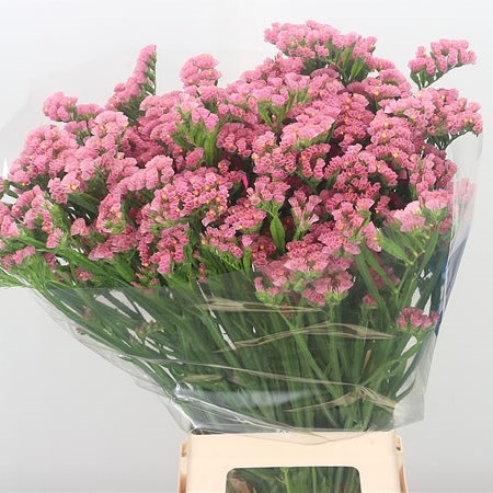 Statice Coral Wings 80cm | Wholesale Dutch Flowers & Florist Supplies UK