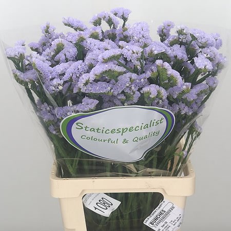 Statice Donau Birds 80cm | Wholesale Dutch Flowers & Florist Supplies UK