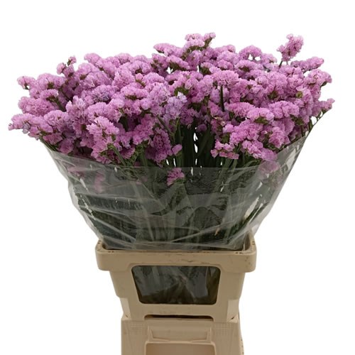 Statice Fantasia Wings 80cm | Wholesale Dutch Flowers & Florist Supplies UK