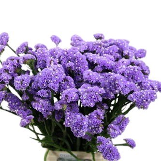 Statice Happy Wings 75cm | Wholesale Dutch Flowers & Florist Supplies UK
