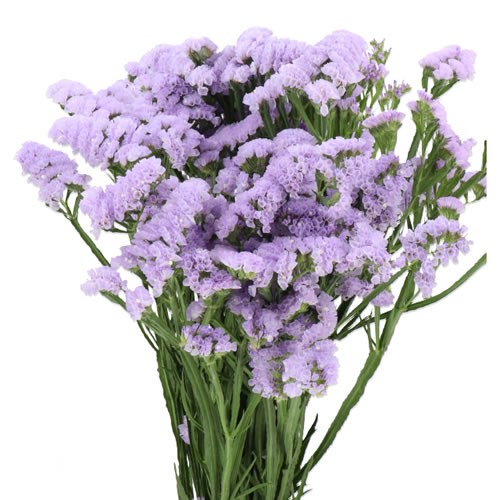 Statice Mermaid Wings 70cm | Wholesale Dutch Flowers & Florist Supplies UK