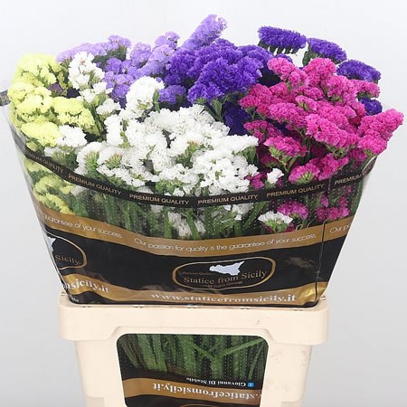 Statice Mix 75cm | Wholesale Dutch Flowers & Florist Supplies UK