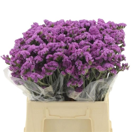 Statice Musical Wings 70cm | Wholesale Dutch Flowers & Florist Supplies UK