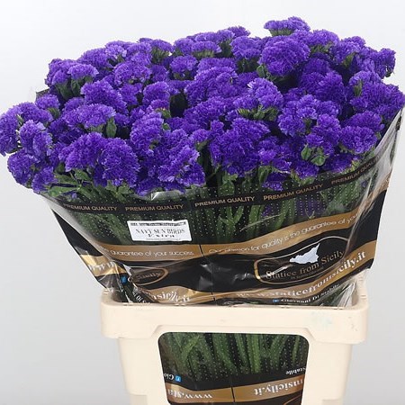 Statice Navy Sun Birds 75cm | Wholesale Dutch Flowers & Florist Supplies UK