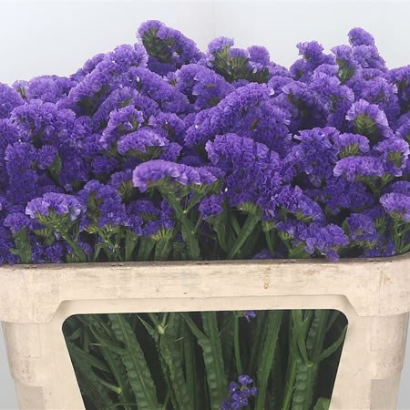 Statice Ocean Sun Birds 70cm | Wholesale Dutch Flowers & Florist ...