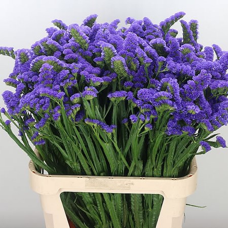 Statice Ocean Sun Birds 90cm | Wholesale Dutch Flowers & Florist ...