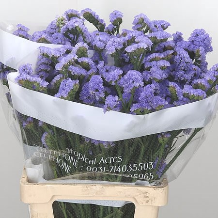 Statice Ocean Wings 70cm | Wholesale Dutch Flowers & Florist Supplies UK