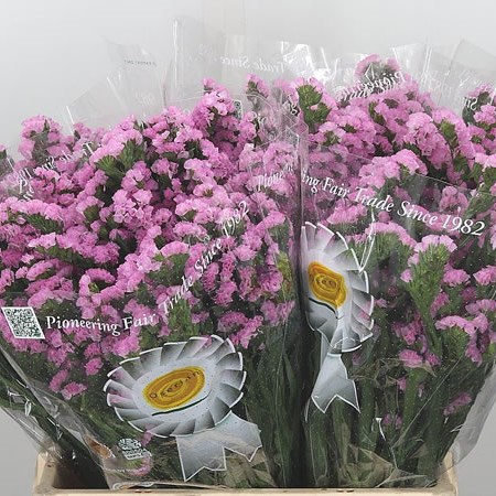 Statice Pink 60cm | Wholesale Dutch Flowers & Florist Supplies UK