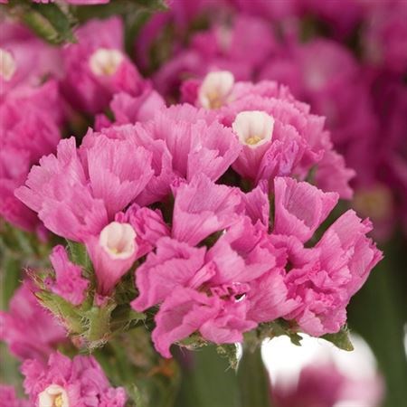 Statice Pink 70cm (Colombian) | Wholesale Flowers & Florist Supplies UK