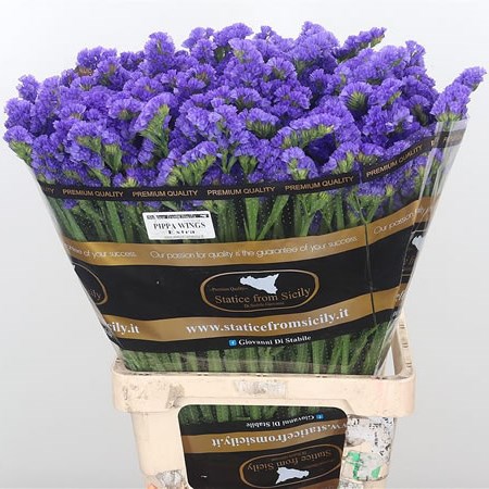 Statice Pippa Wings 75cm | Wholesale Dutch Flowers & Florist Supplies UK