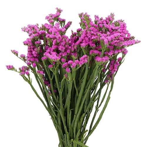 Statice Rosa Sun Birds 60cm | Wholesale Dutch Flowers & Florist Supplies UK