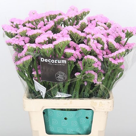 Statice Rosella Sun Birds 70cm | Wholesale Dutch Flowers & Florist ...