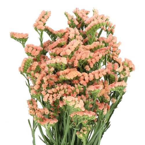 Statice Royal Orange 70cm | Wholesale Dutch Flowers & Florist Supplies UK