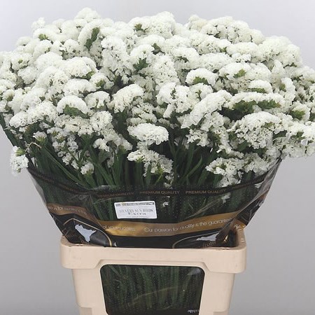 Statice Silver Sun Birds 75cm | Wholesale Dutch Flowers & Florist ...