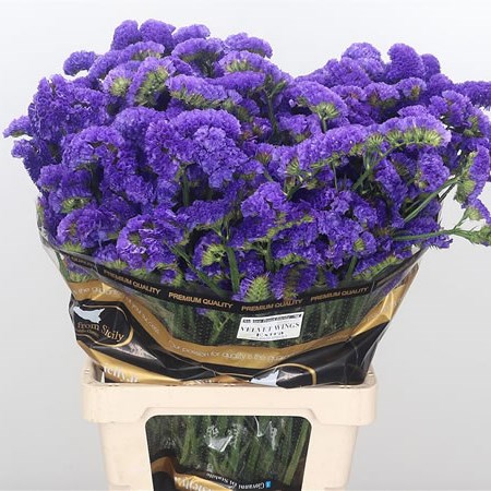 Statice Velvet Wings 75cm | Wholesale Dutch Flowers & Florist Supplies UK