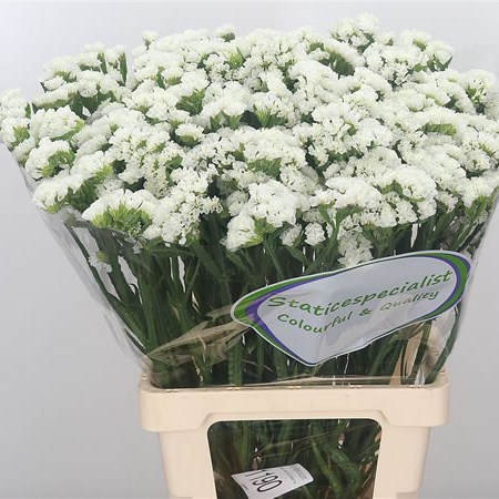 Statice White Starlight Wings 75cm | Wholesale Dutch Flowers & Florist ...